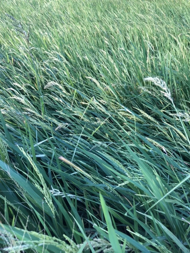 Bevattning av rismark | Allmänt thailandforum | Sida 2 | Thaisnack ...